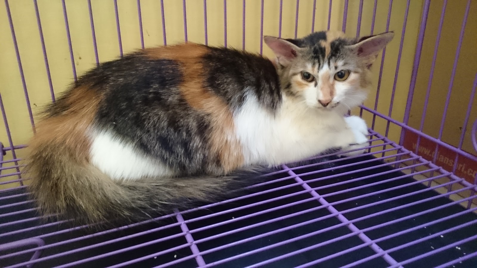 NAMI mix dome calico - grooming galeri kucingku
