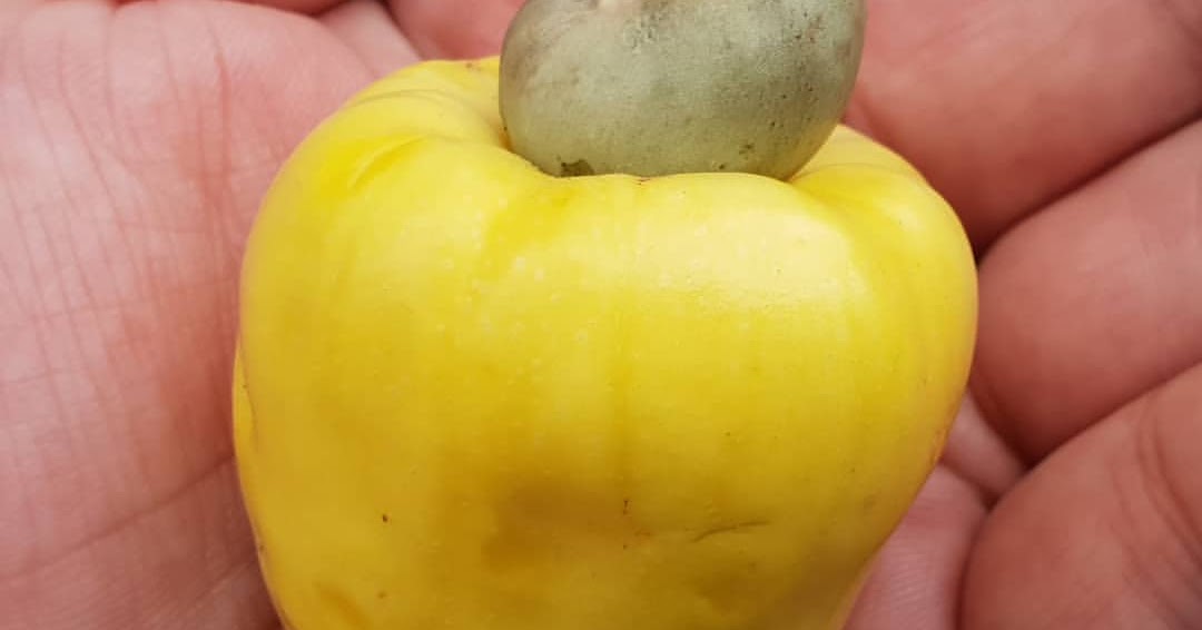 Wonderful Sojourn: Top 5 Skin Diseases that Kasoy Oil can Cure