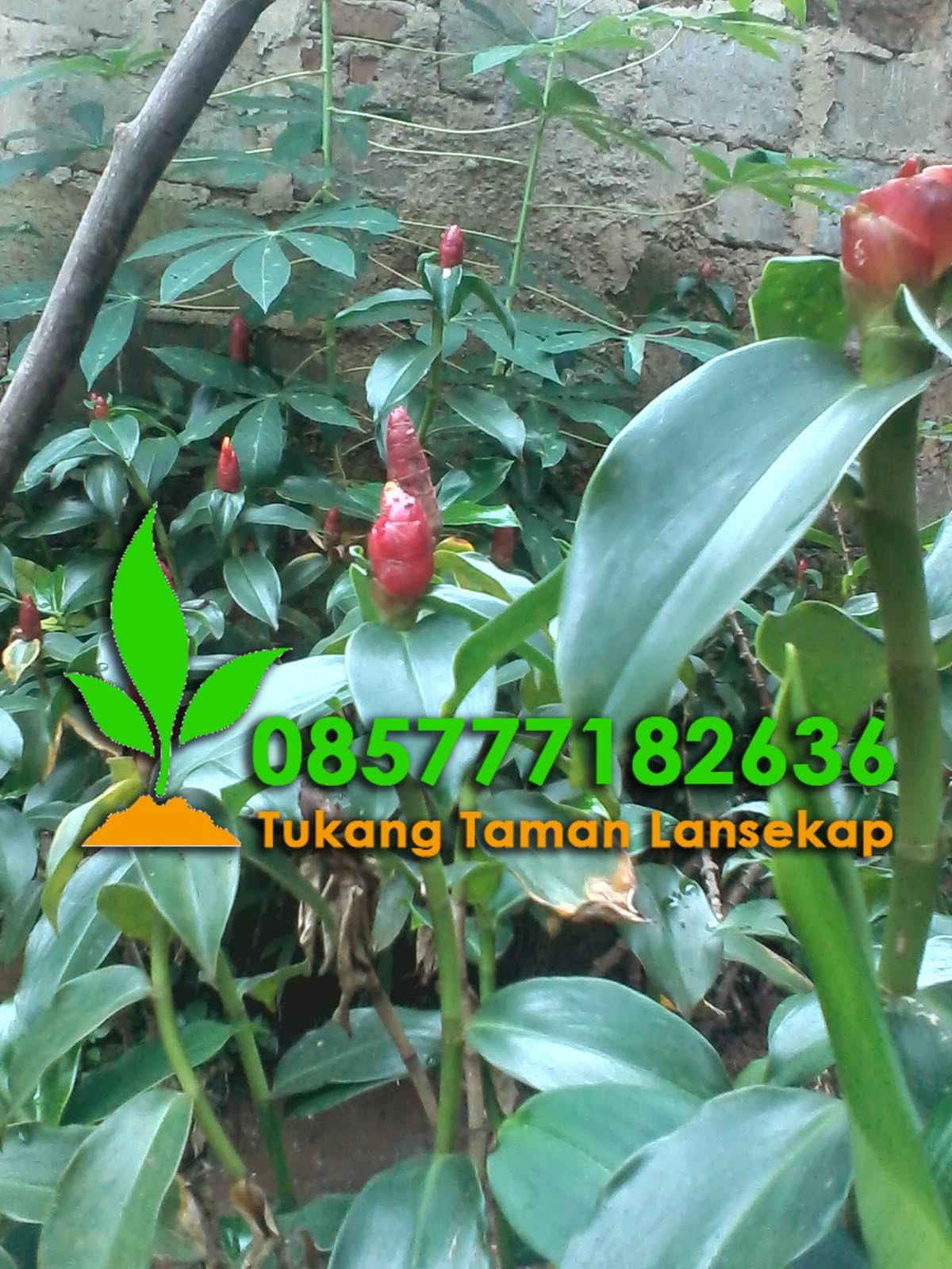 PACING PENTUL | JUAL POHON PACING PENTUL MERAH | JUAL TANAMAN HIAS ...