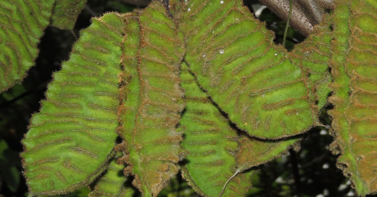 Fabaceae - Leguminosae no Brasil: A Taxonomic Revision of Mucuna ...