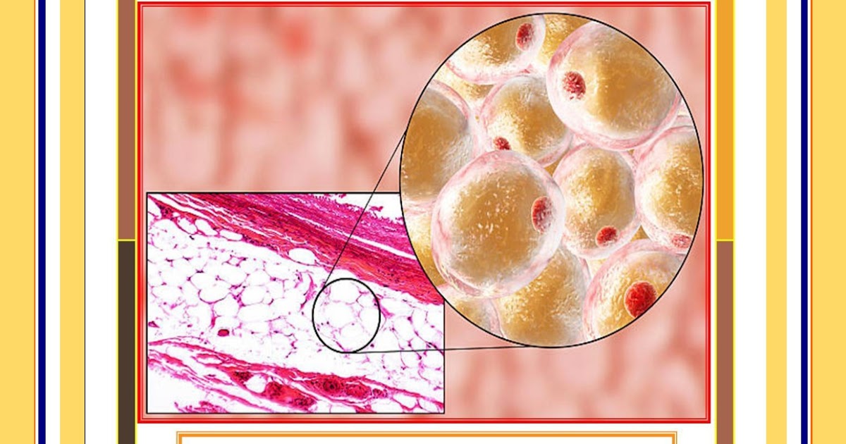 Tissue Anatomy and Physiology - Medical Yukti