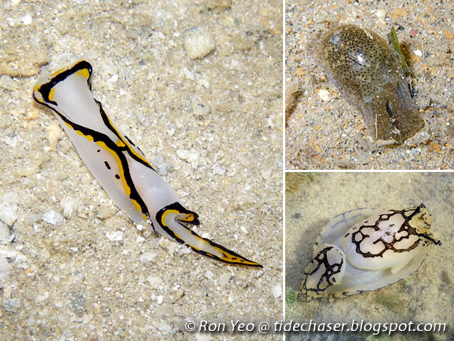 tHE tiDE cHAsER: Marine Slugs of Singapore