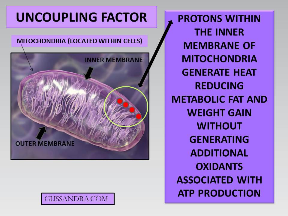 Anti-Aging Science: UNCOUPLING FACTOR/PROTEINS