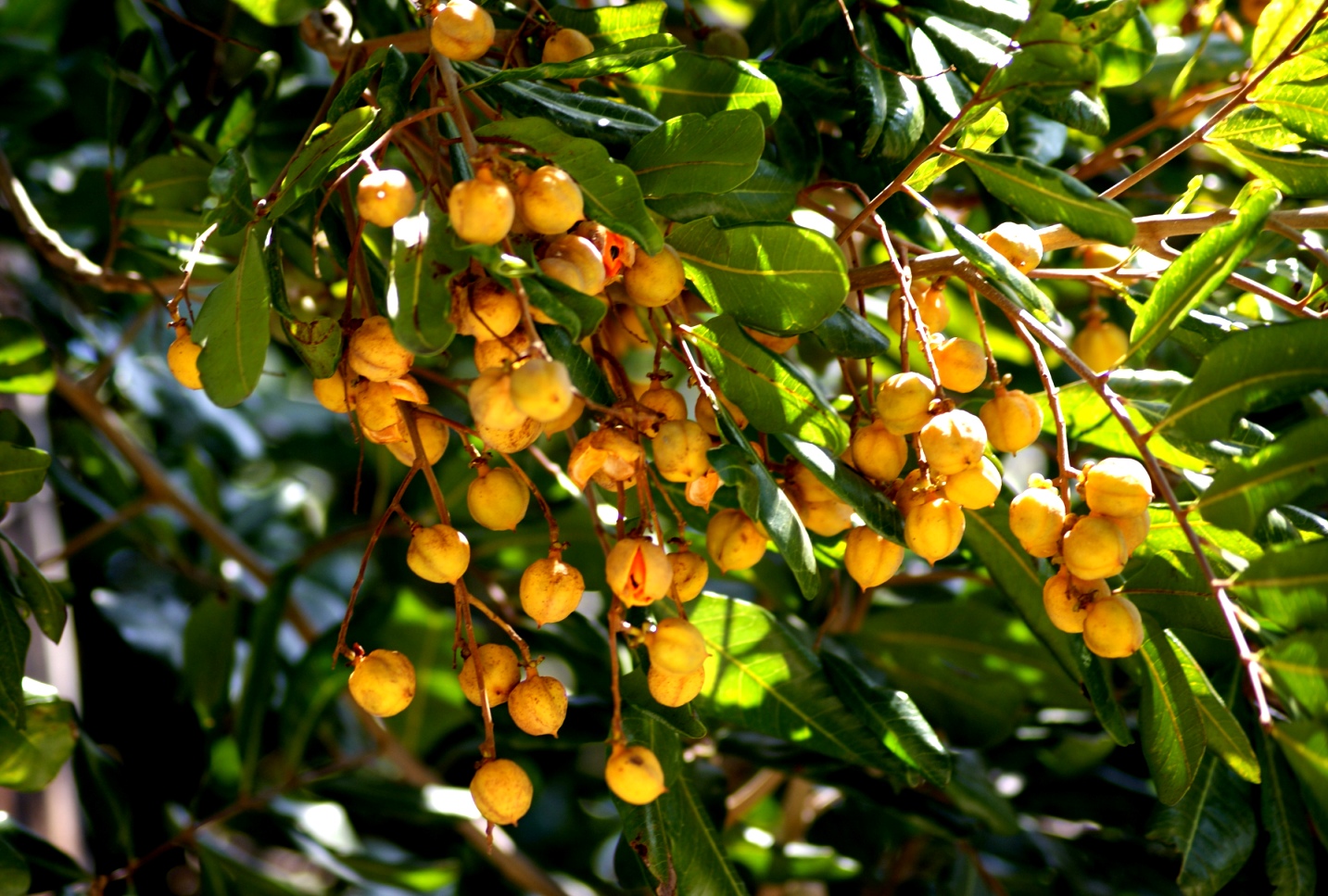 A photo, A thought............: Plant: Carrotwood tree and its parts......