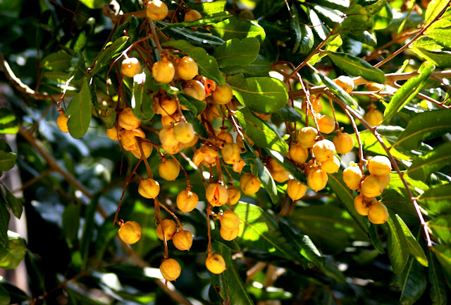 A photo, A thought............: Plant: Carrotwood tree and its parts......