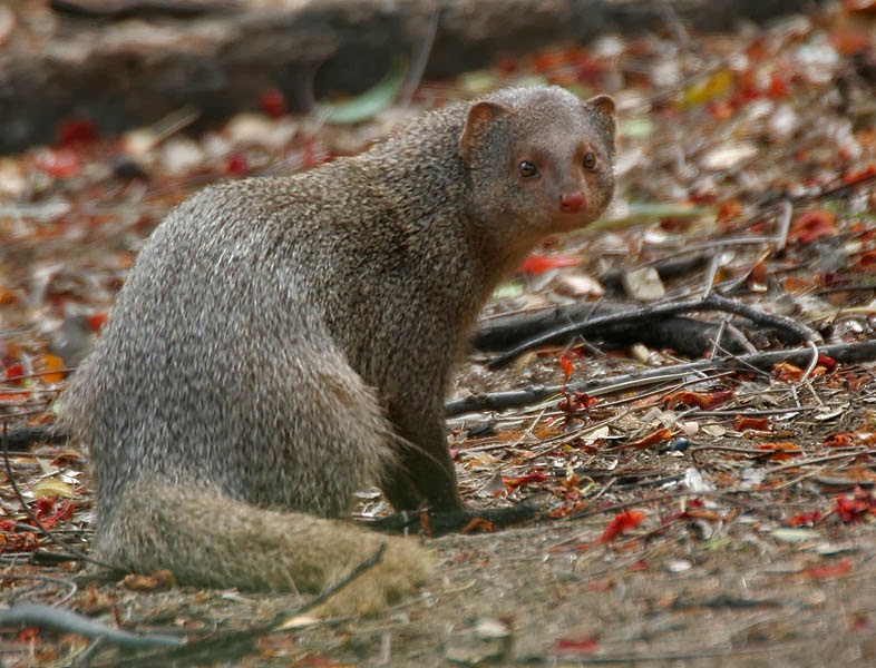 Mongoose Animals | Interesting Facts & Latest Pictures | The Wildlife