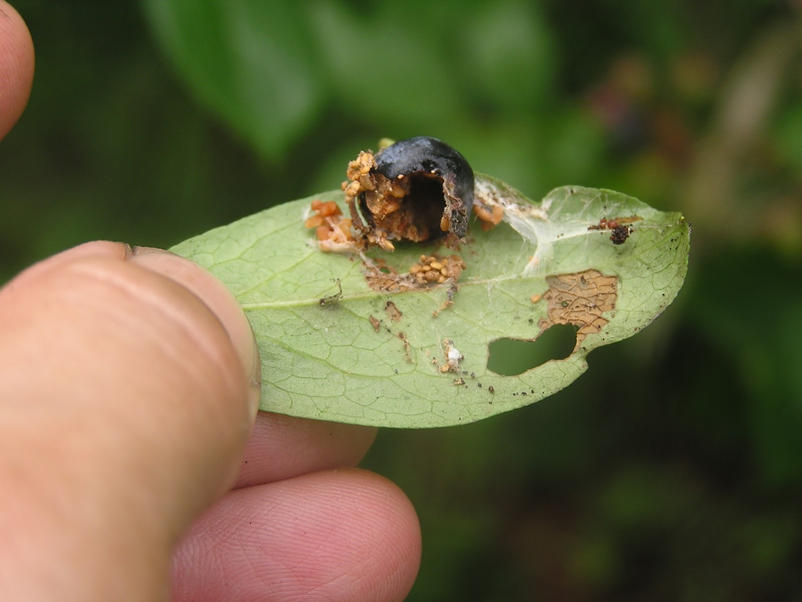 The Clean Green Homestead: A Summer Squash Recipe and Blueberry Pests