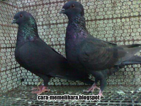 Macam Jenis dan Corak Warna Merpati Getakan