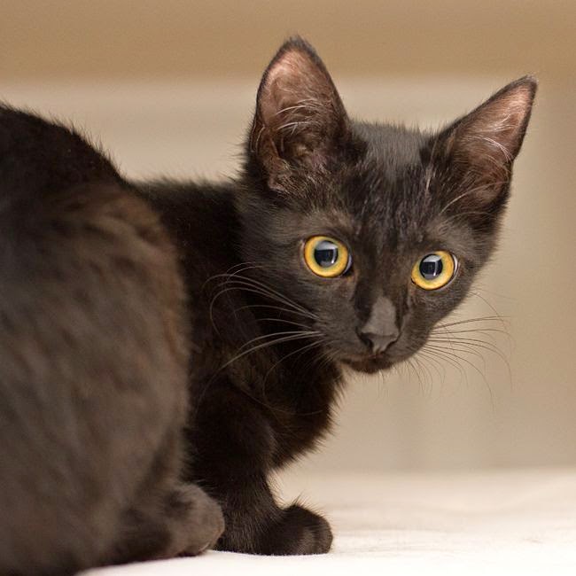 Black Cat, Saphia | Birds and Animals Collection