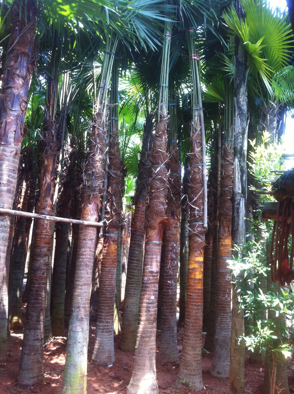 JUAL POHON PALEM RAJA | PALEM SADENG | PALEM PUTRI | Tukang Taman Murah ...