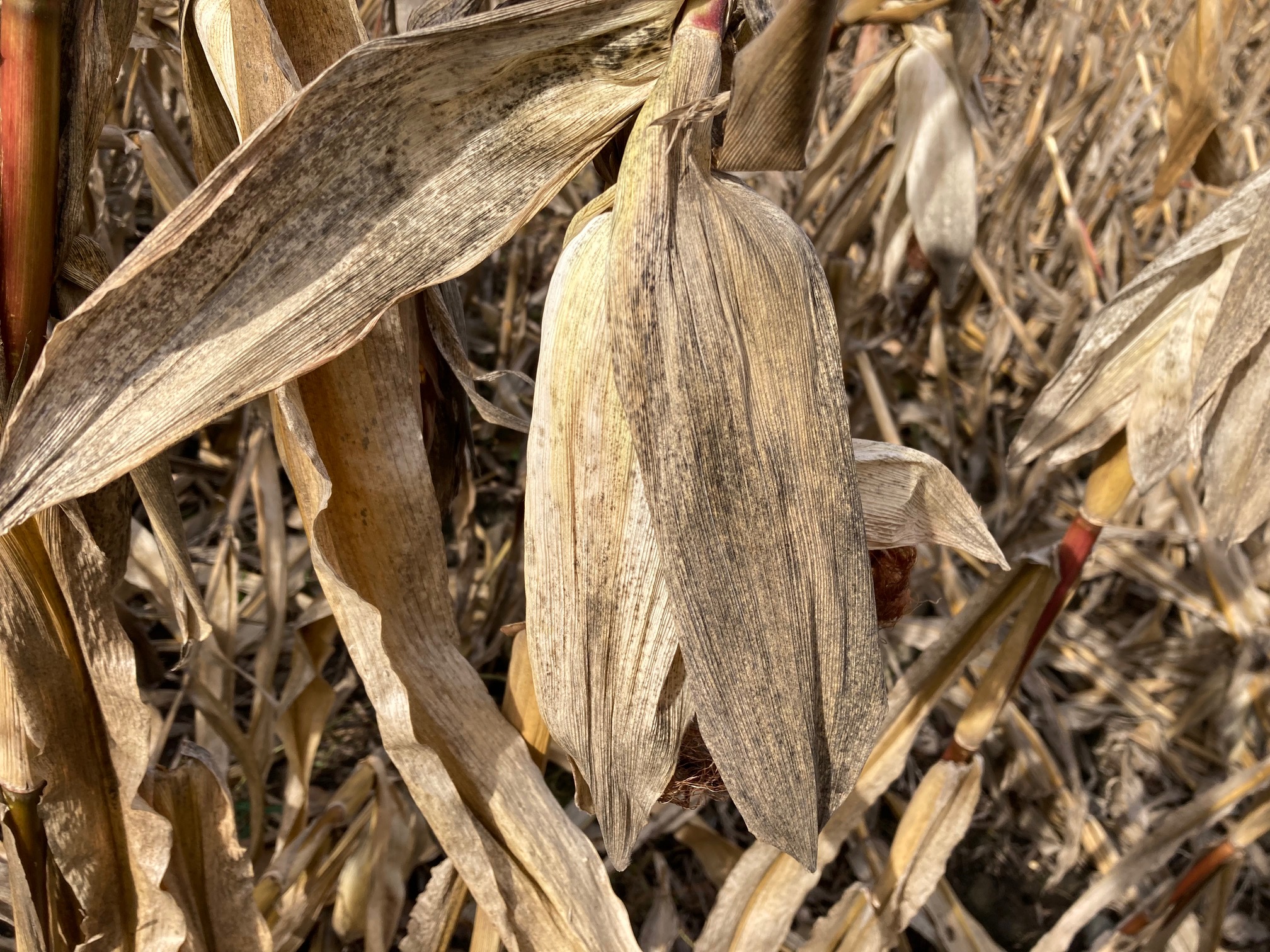 Mind the moldy dust during harvest