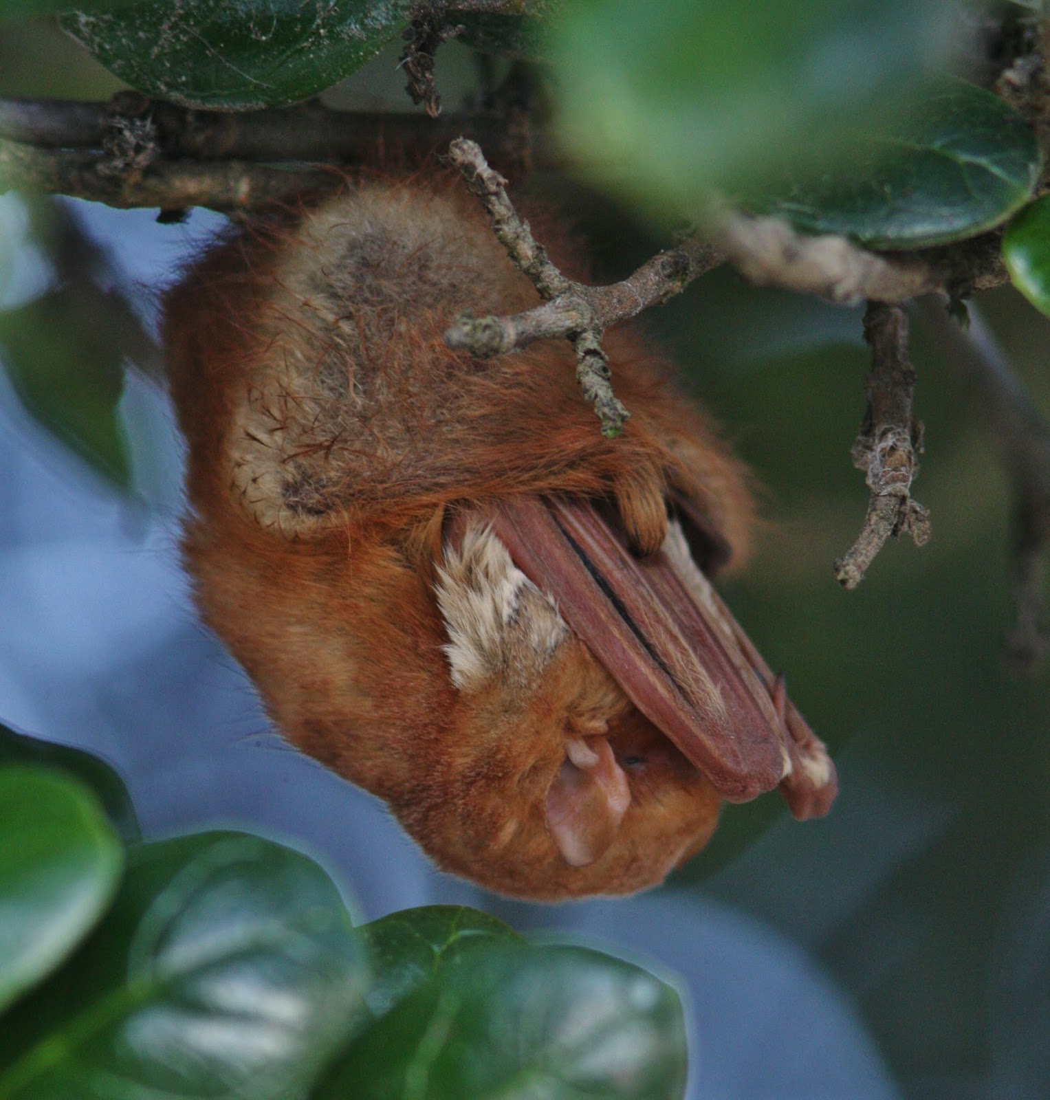 Los Farallones: Migratory Bats on the Farallon Islands