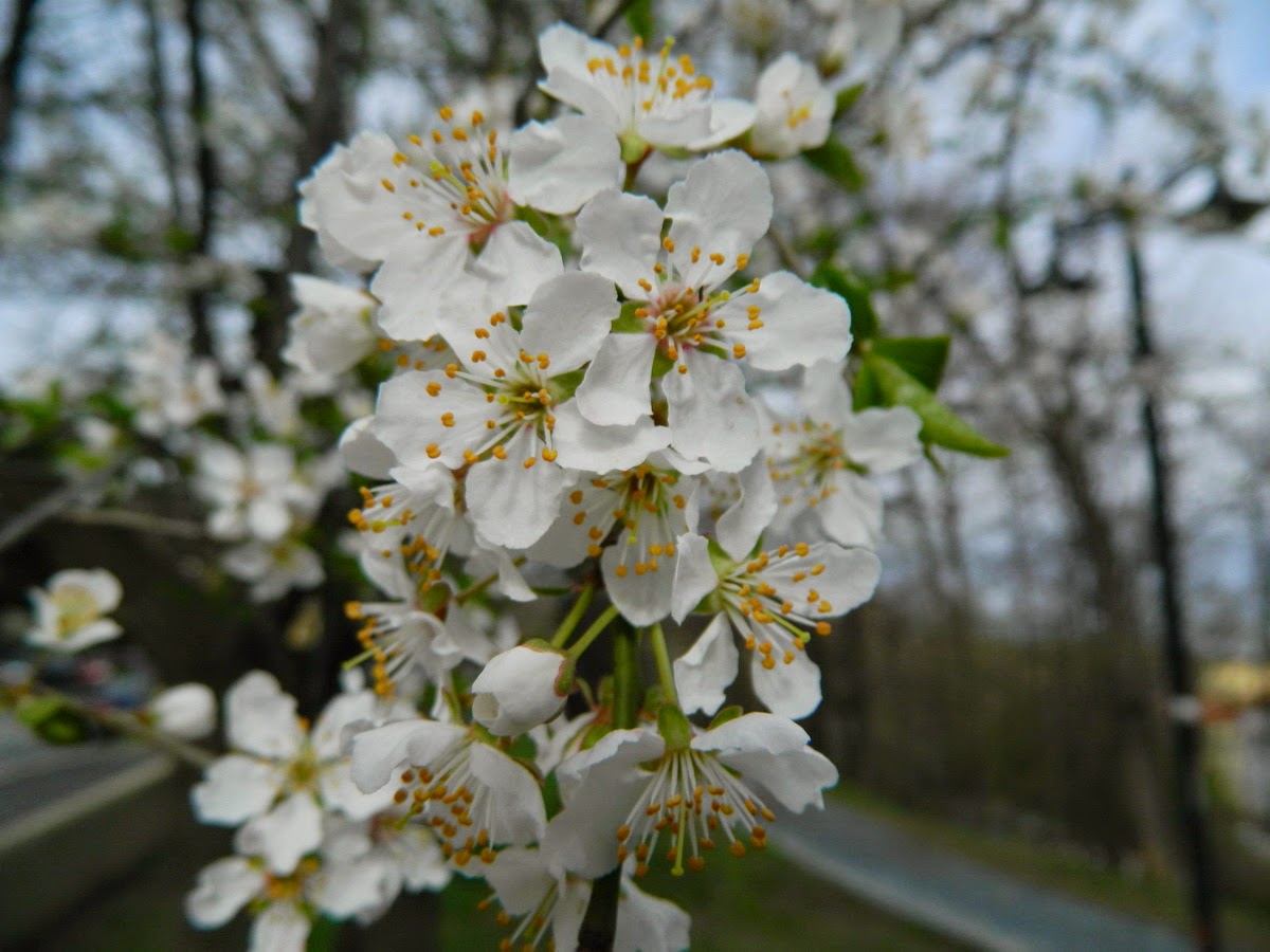 LA MULTI ANI, ROMANIA!: Pom inflorit