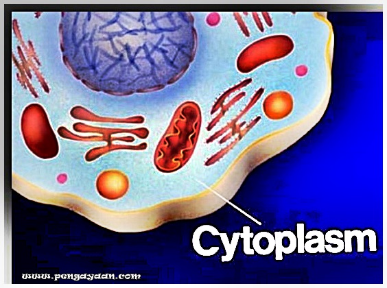 Gambar Sel Hewan dan Sel Tumbuhan Beserta penjelasannya