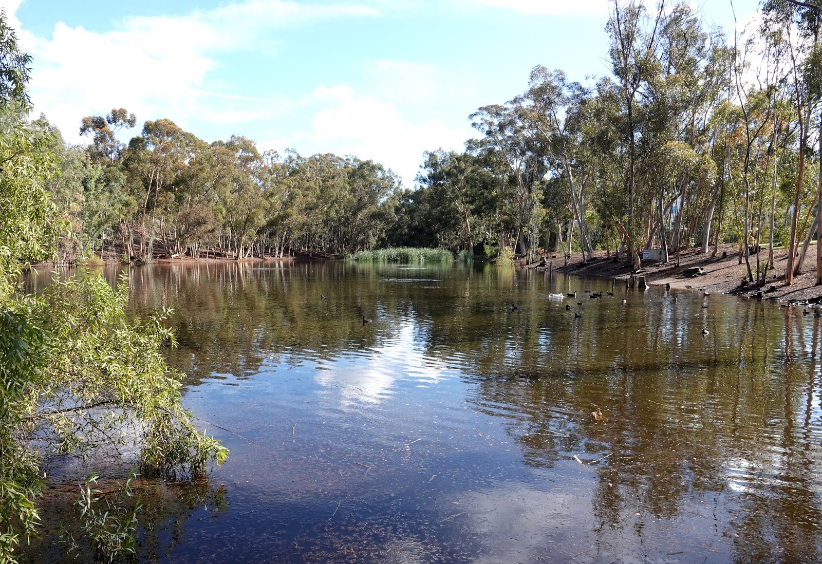 Looking for Ponds: San DIego Evans/Library