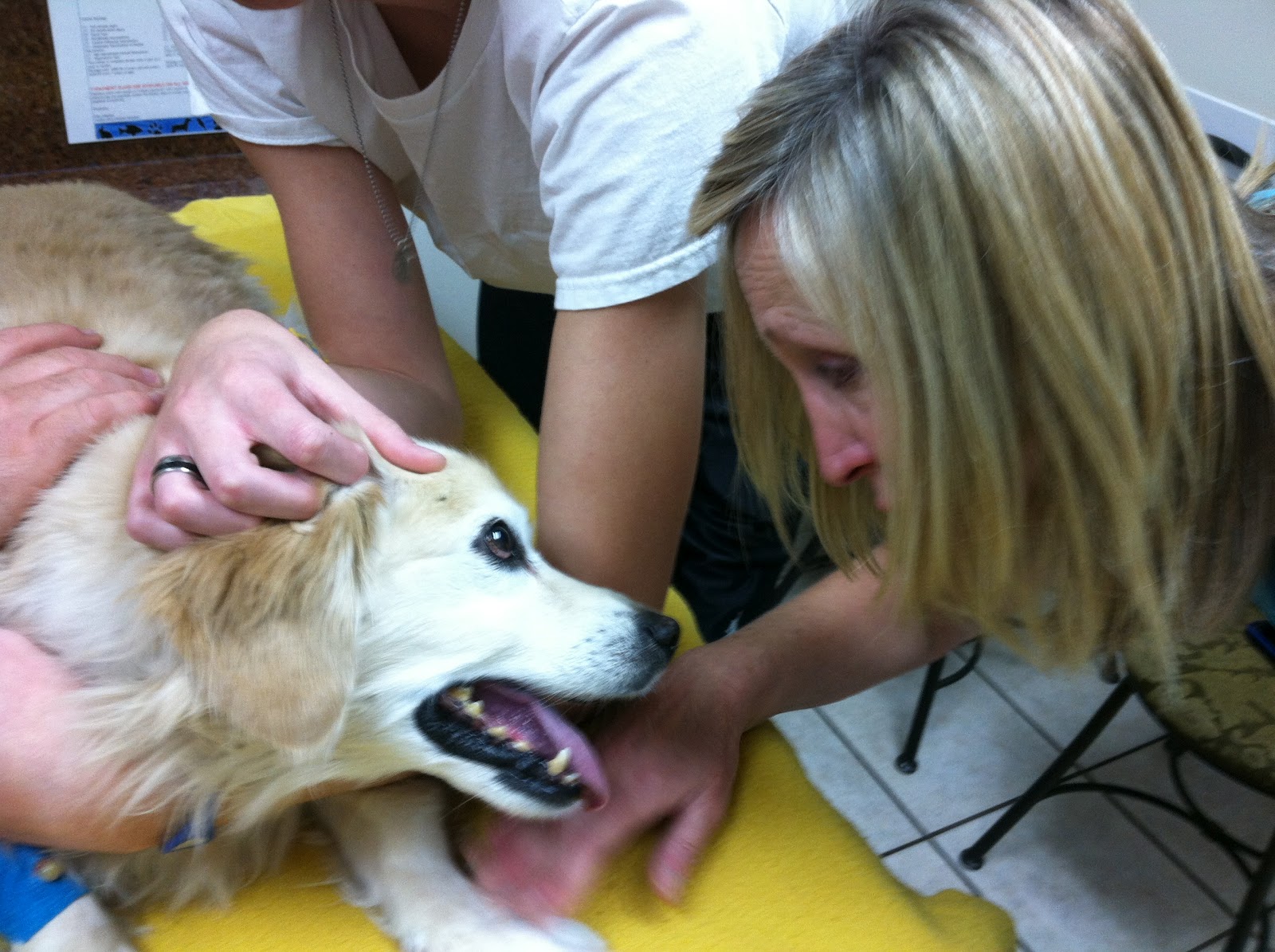 Mormon Wookiee: #79: All Dogs Go to Heaven.