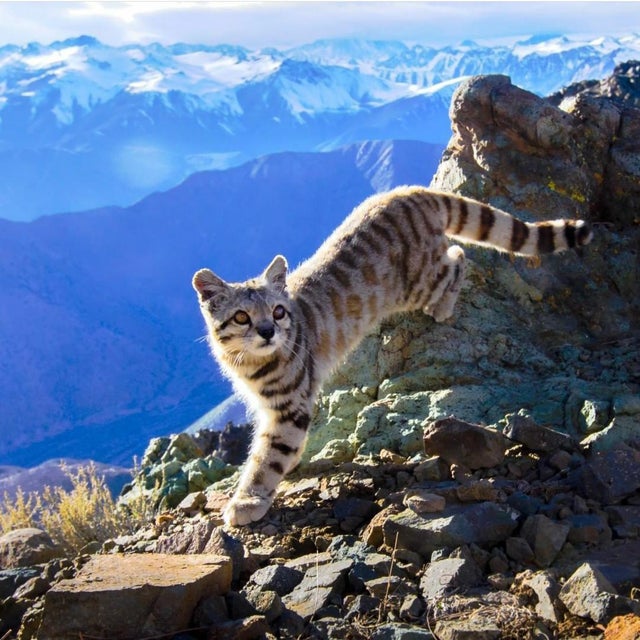 daily timewaster: Andean Mountain Cat - known south of the border as ...