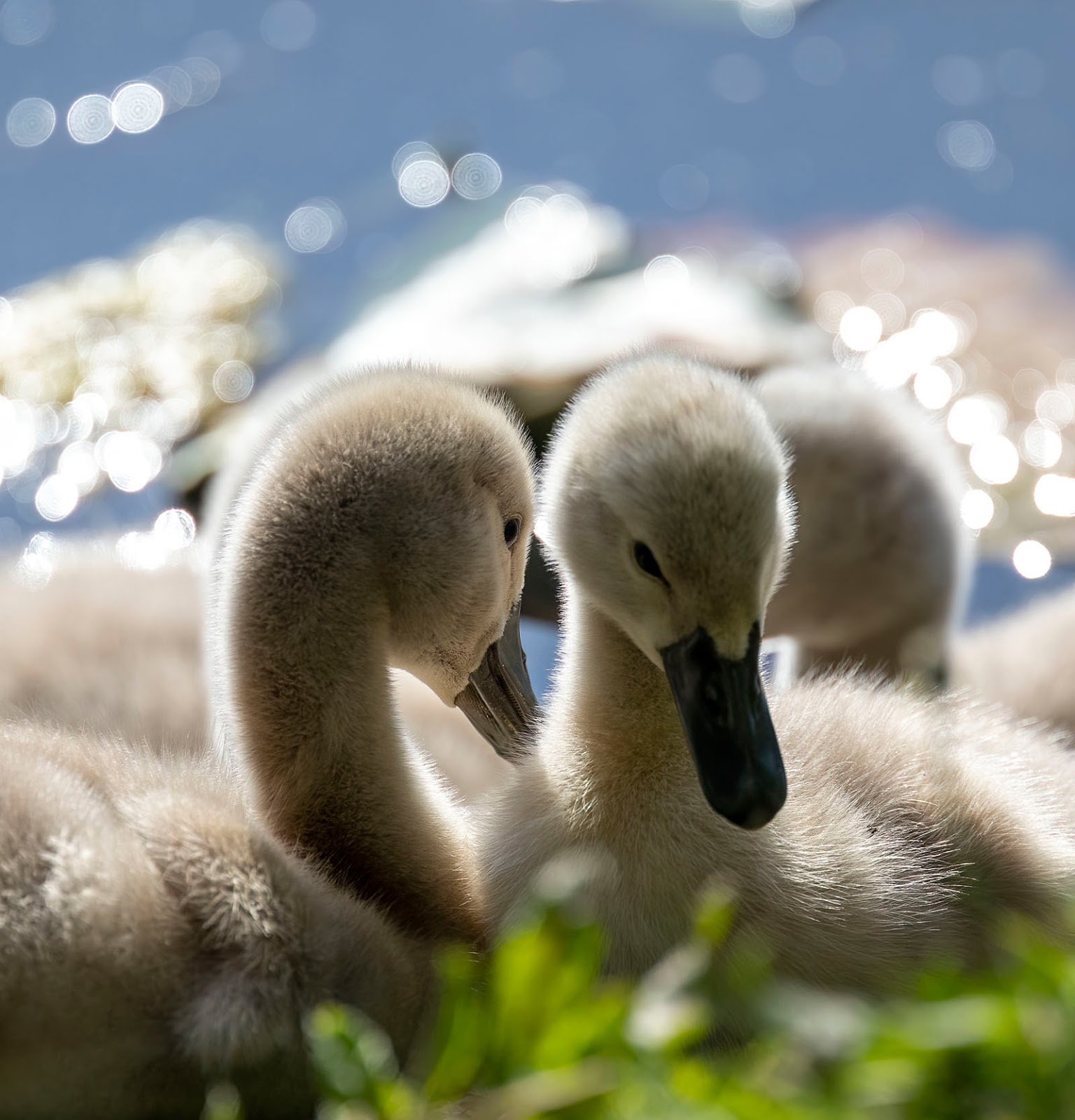 pewit: cygnets