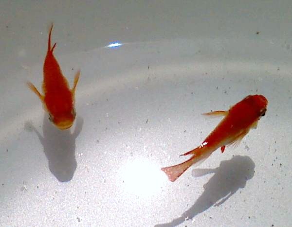 Goldfish Garage: A Two Car Fishroom: Medaka: Japanese Rice fish ...