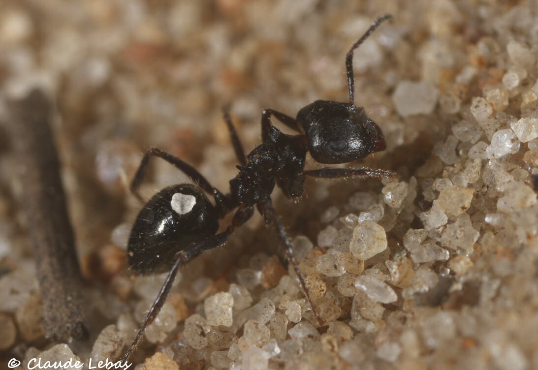 Fourmis d'Australie: Notoncus ectatommoides