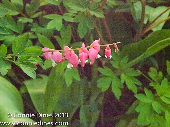 Landscape Artists International: Botanical Fine Art Photography ...