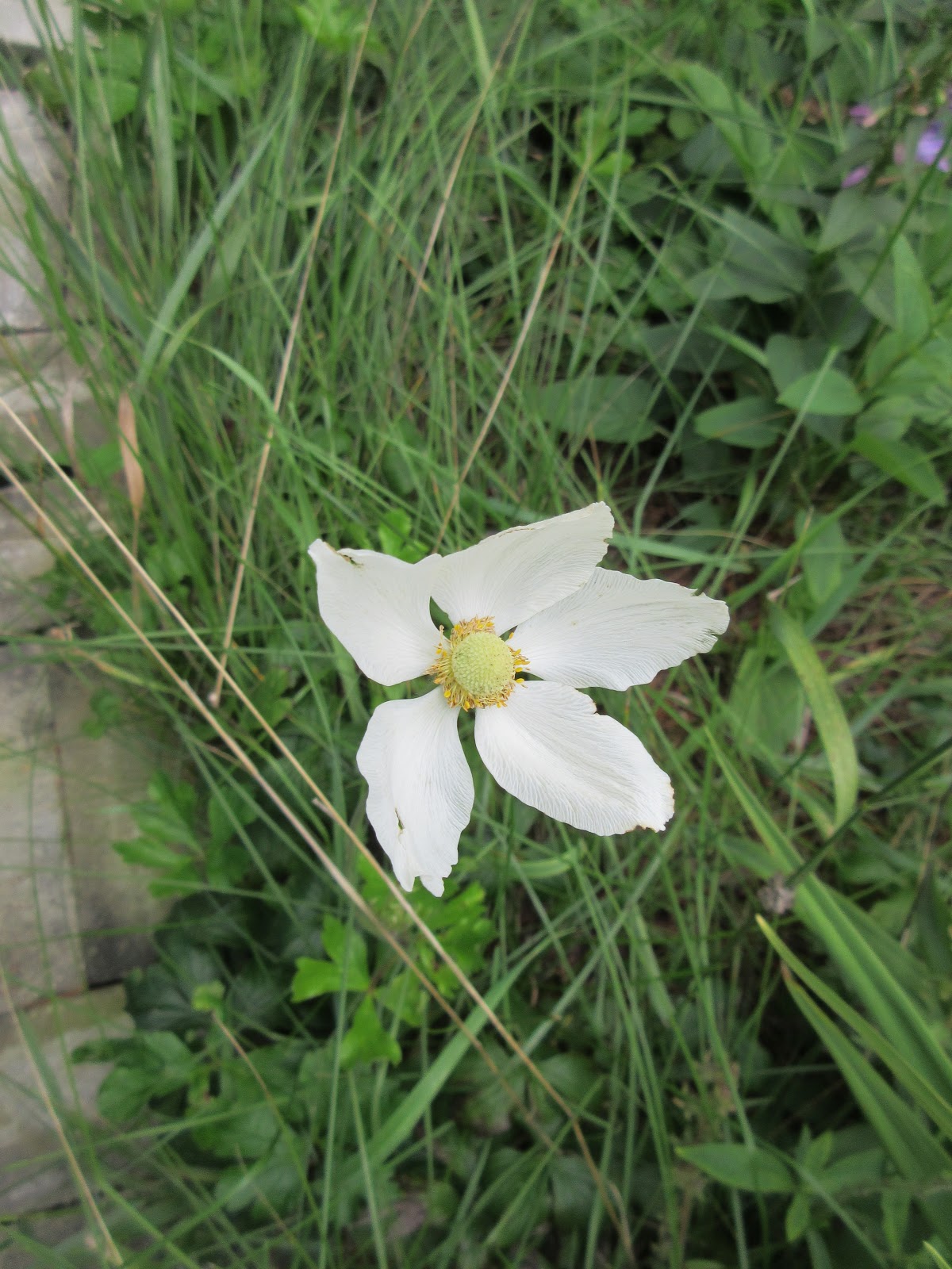 Marlene's Space: Anemone Season