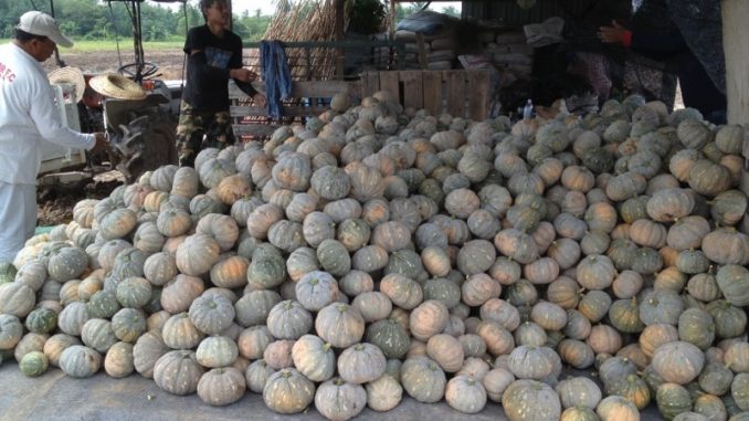 Berita TV Malaysia: Tips Menanam Labu Manis Potensi Pendapatan Labu ...