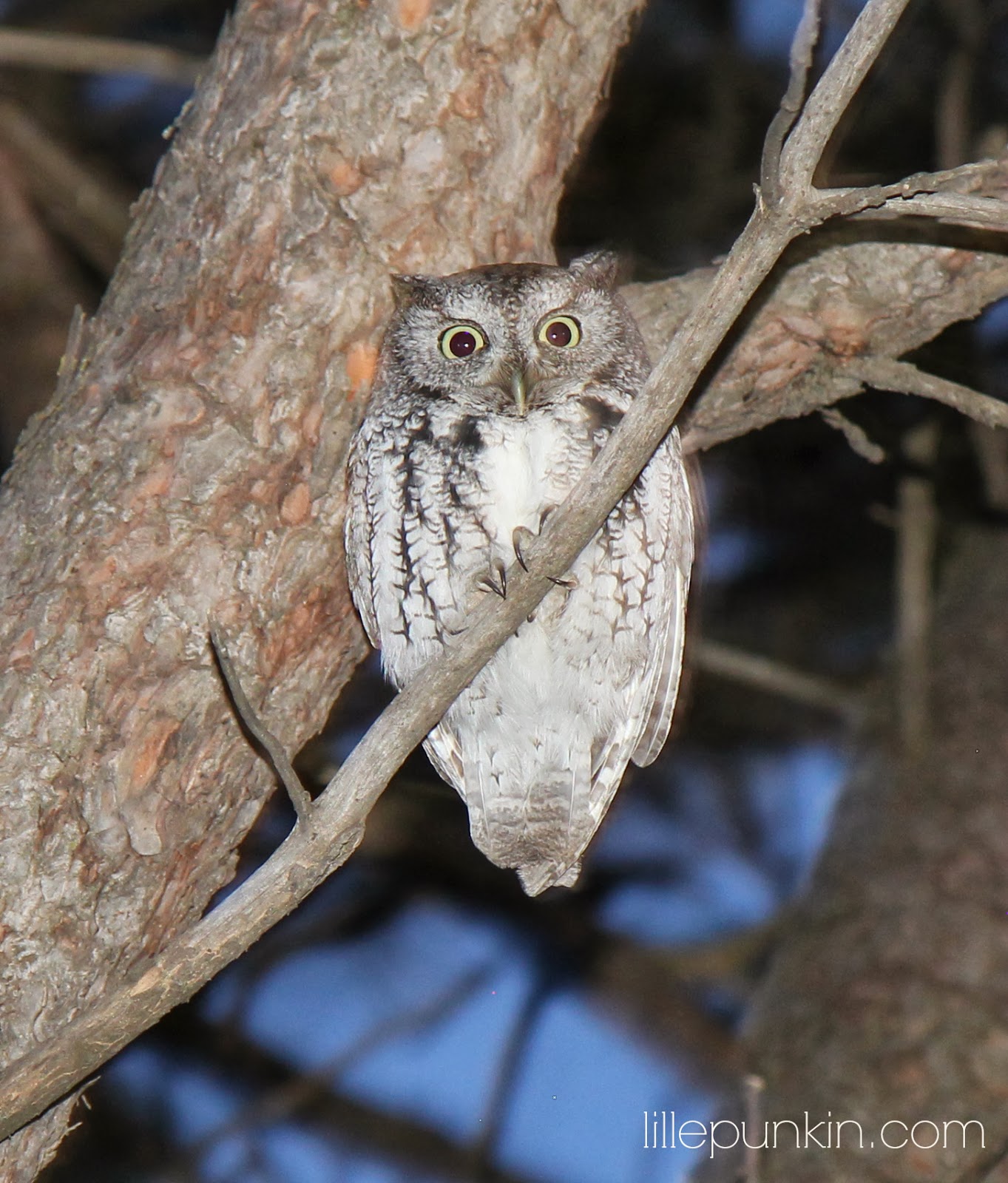 Keep Your Chickens and Other Fowl Safe from the Clever Owl