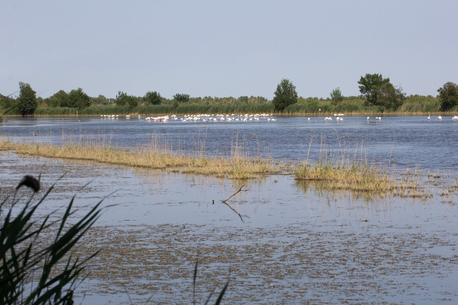 R&R Reizen: Petit Camargue: meren, moerassen, rietlanden en het Centre ...