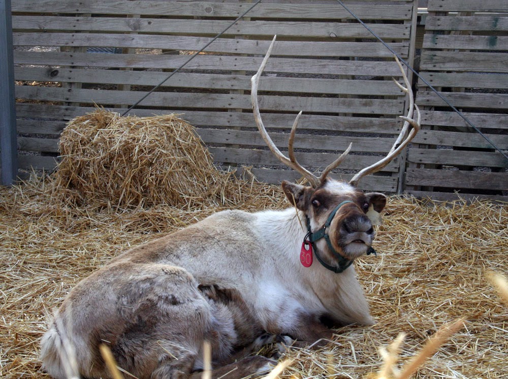 Greg's Blog: December 15, 2012: Merry Christmas Reindeer