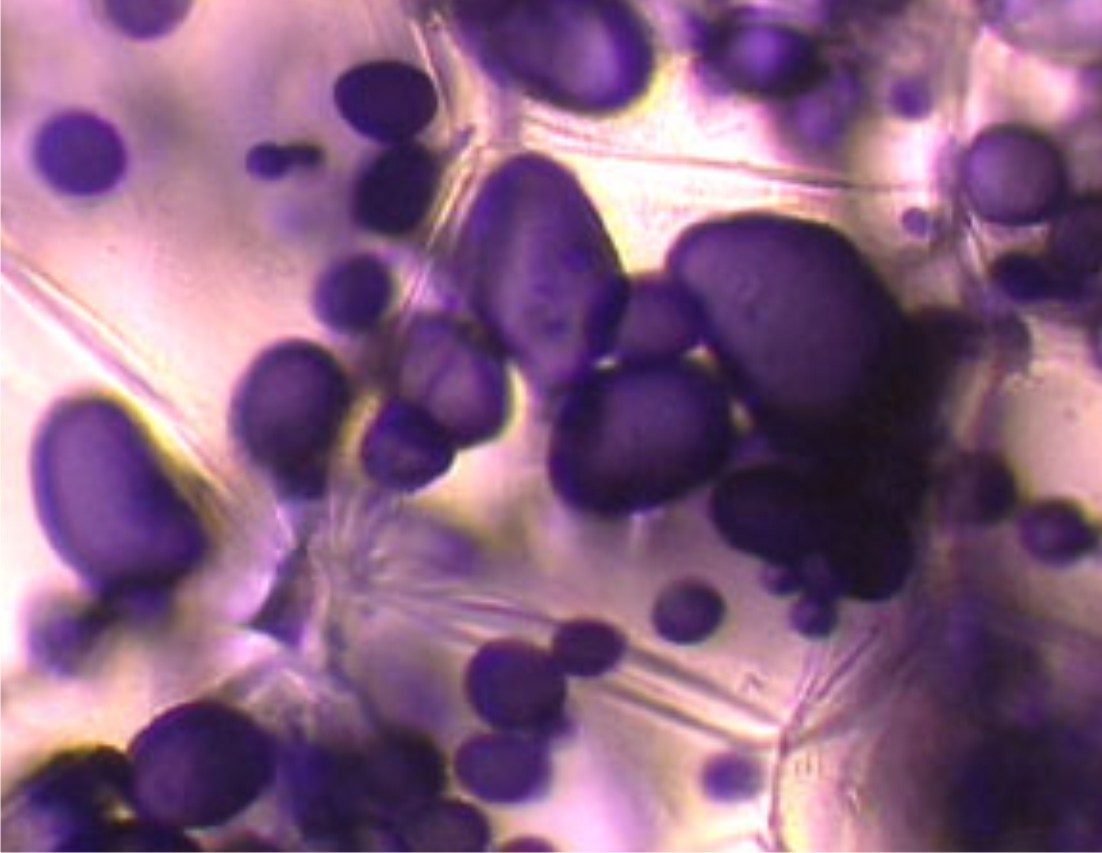 biojojo: Solanum tuberosum L. (Kentang)