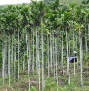 Anim Agro Technology: POKOK PINANG - APA POTENSINYA