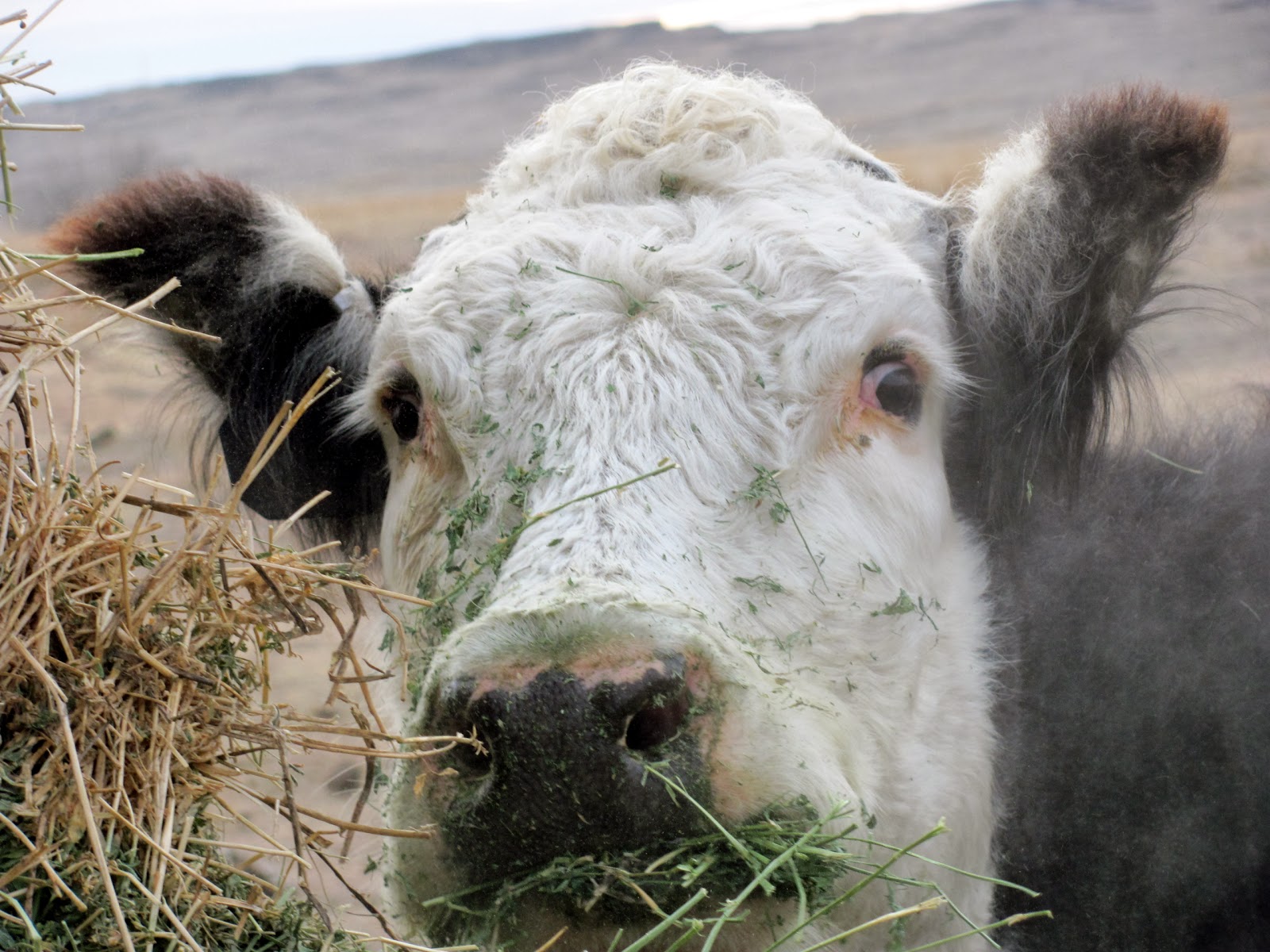 My Ranch Life: Breaking Ice