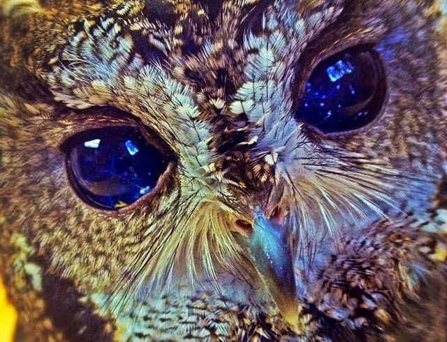 A Corujóloga: Zeus: A coruja que parece ter estrelas nos olhos