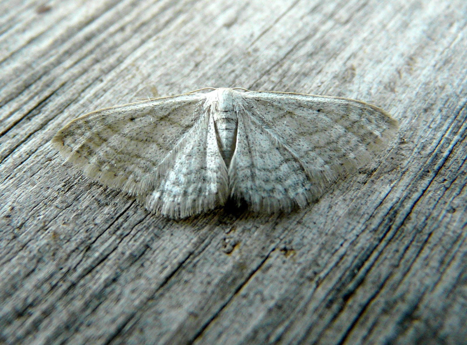 birdingexmouth: French Moths