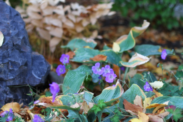 VW Garden: The Pros and Cons of Rozanne Hardy Geranium