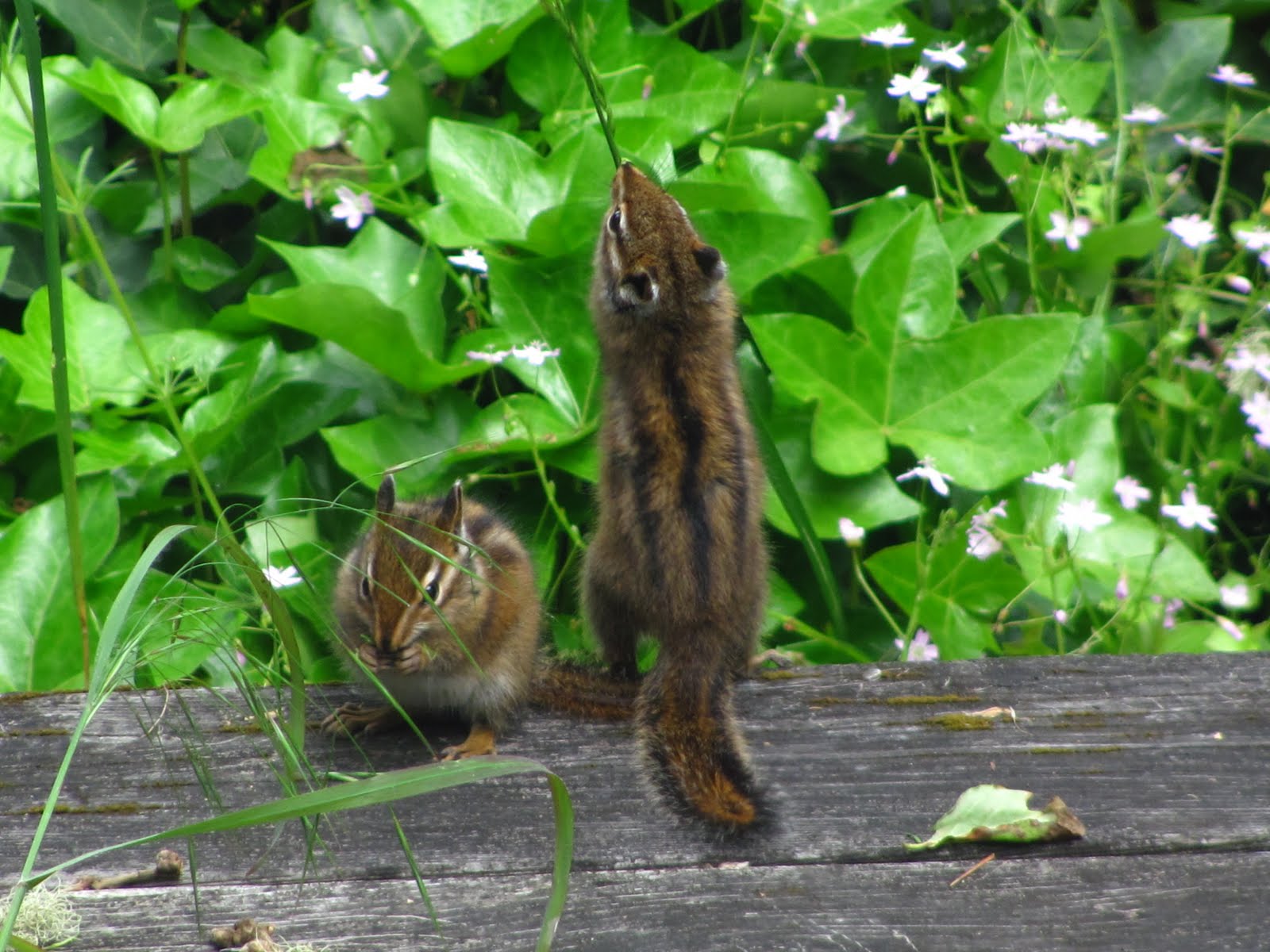 Chip Monkey Chronicles