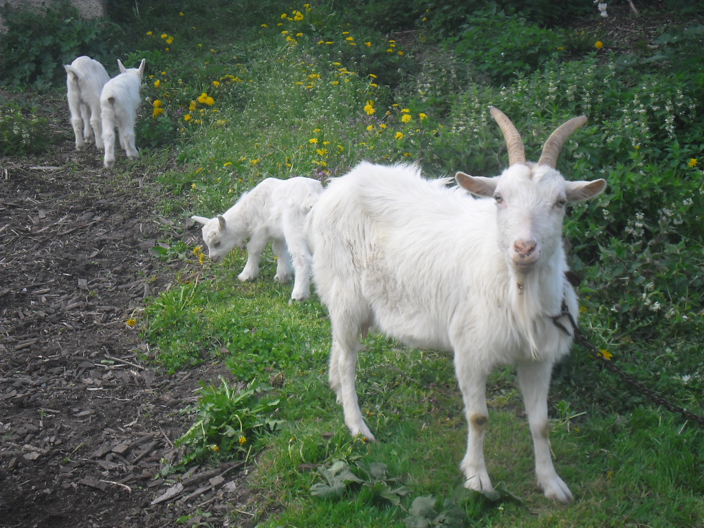 Pat Papertown 2: Eastern Poland: Goat Family