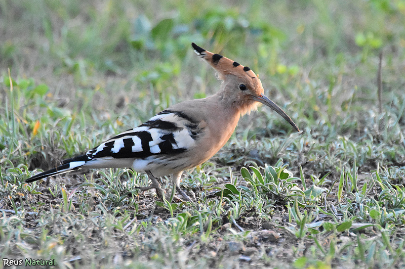 Birding Catalunya: Tots els ocells de Reus