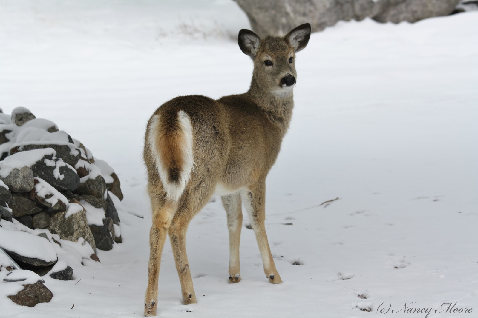 Tom Miner Quilts and Folk Art: The Little Yearling