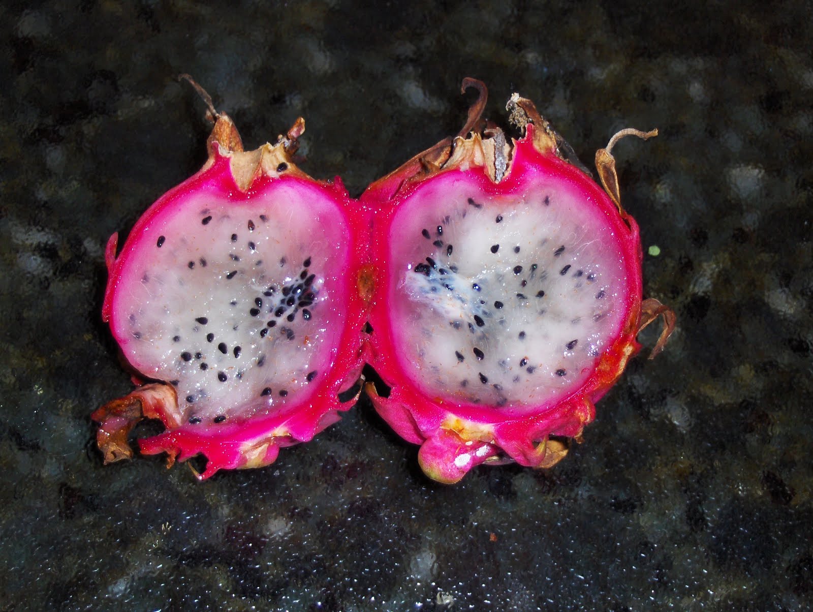 DragonFly Garden: The new Pollinator