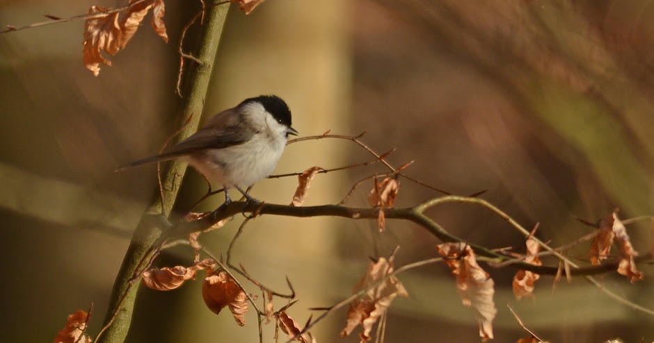 OBRAZY NATURY: Sikora uboga (Parus palustris)