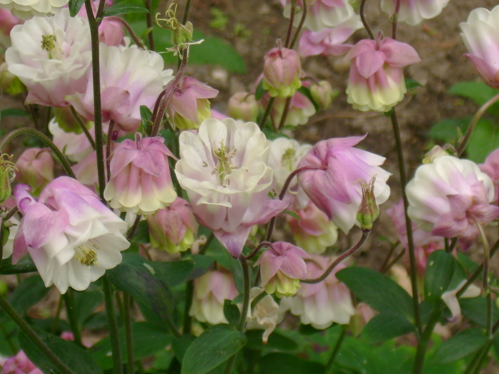 gardentropics: Flowers from Bhutan