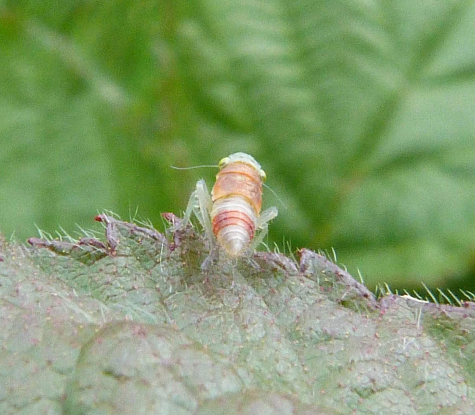 Insects of Scotland: True Bugs