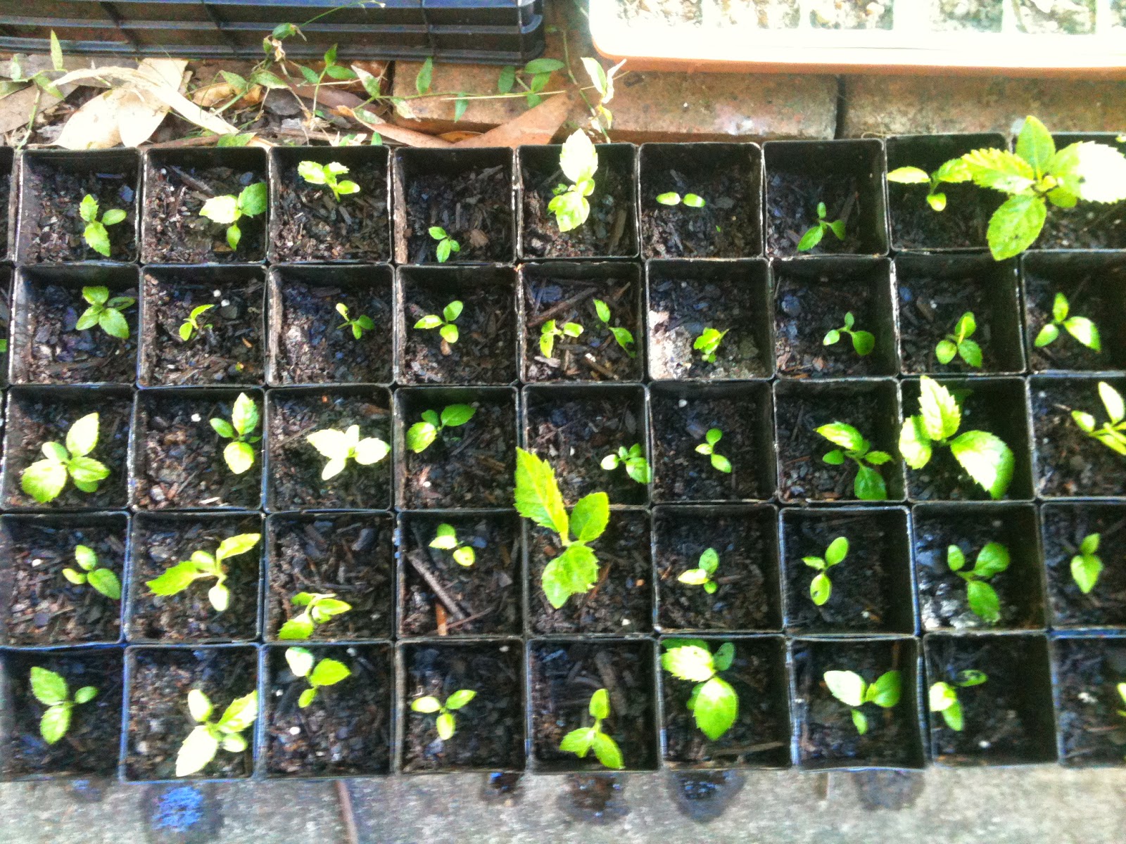 Try growing: local deciduous trees | Growing Illawarra Natives