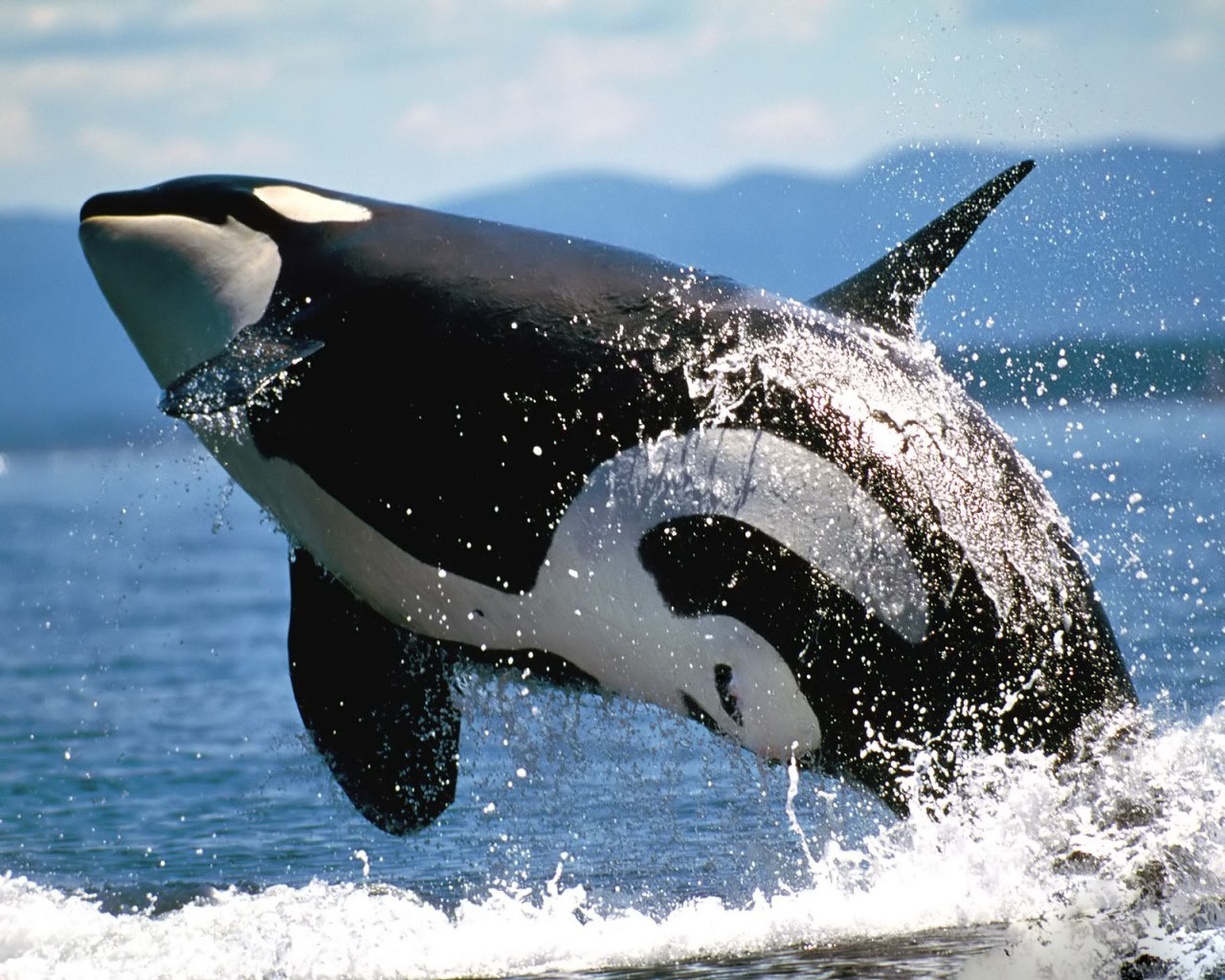 Funny Orca wallpaper |Funny Animal
