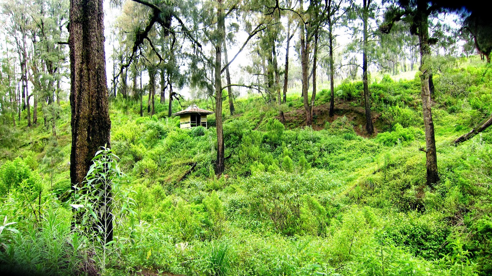 pRopaNe_AdvenTure: Trip to Ijen Crater and 3 summits of Mt. Argopuro ...