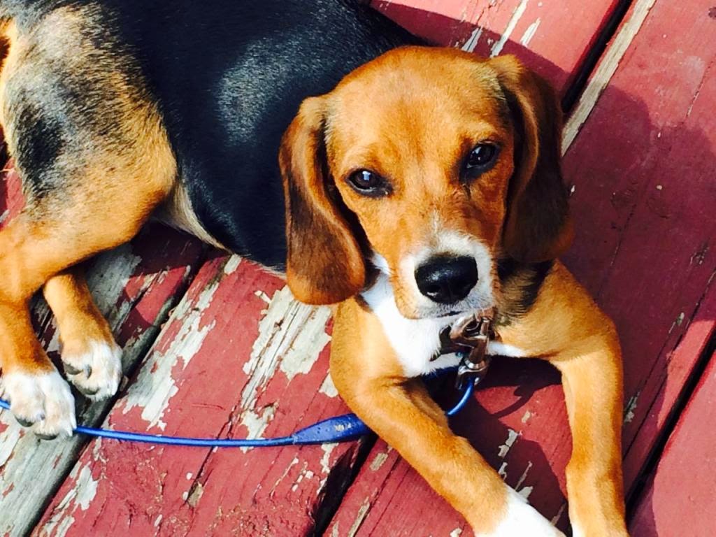 Backyard Beagles: Satisfied Puppy Owners