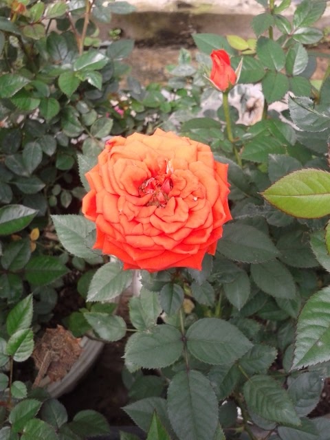 ENJOY'S OUR LIFE: BUNGA BUNGA DI KUNDASANG SABAH