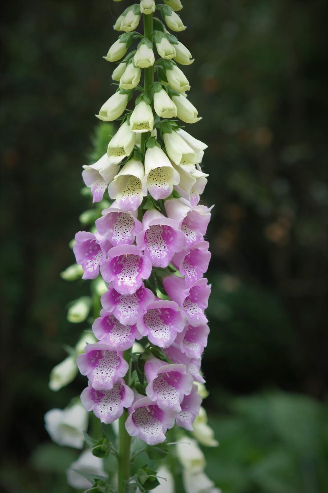 Romancing the Home: Sarah Duke Gardens on the Duke University Campus